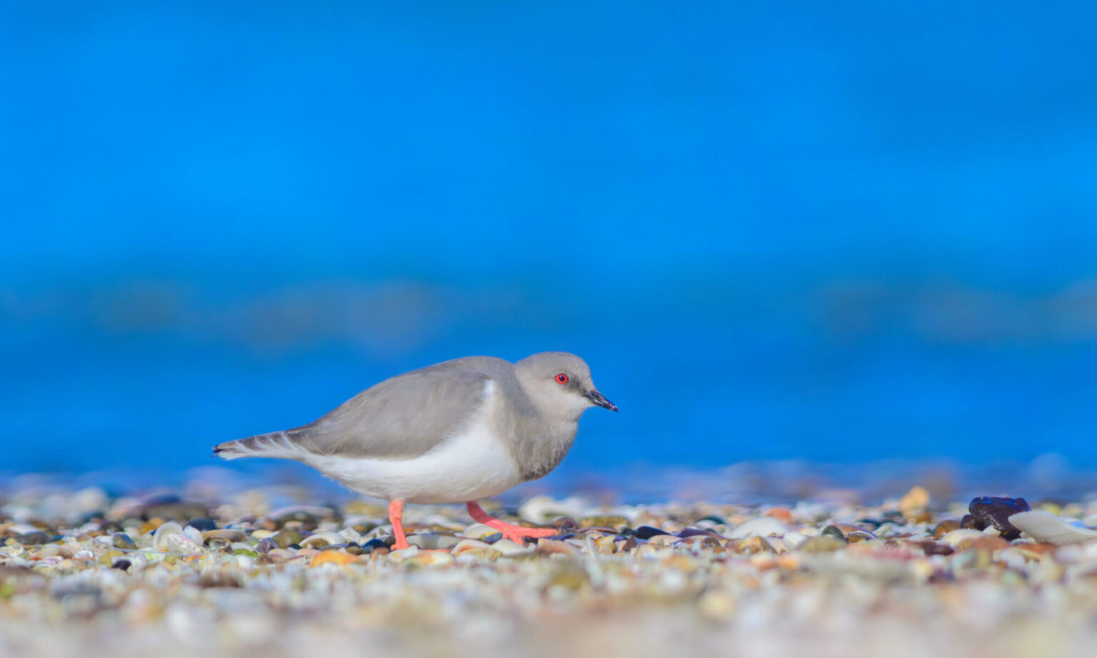 Lesser Rhea (Rhea pennata) - Birding Puerto Madryn